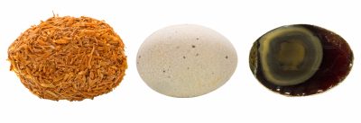 The Mystery of Century Eggs - Backyard Poultry
